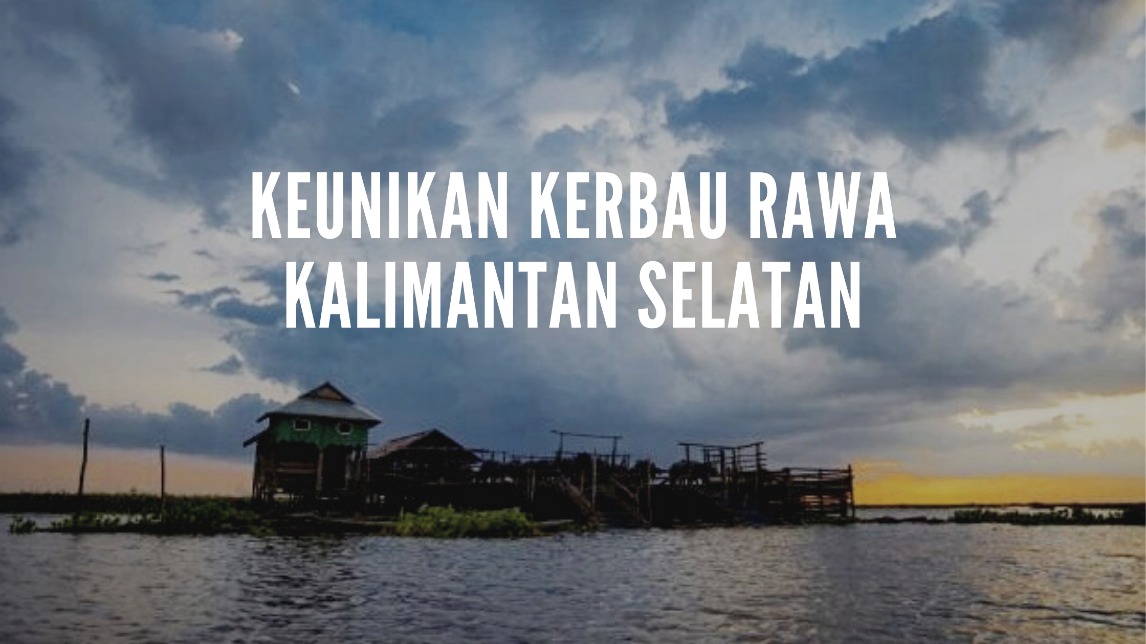 Keunikan Kerbau Rawa Di Kalimantan Selatan – Jelajah Langkah